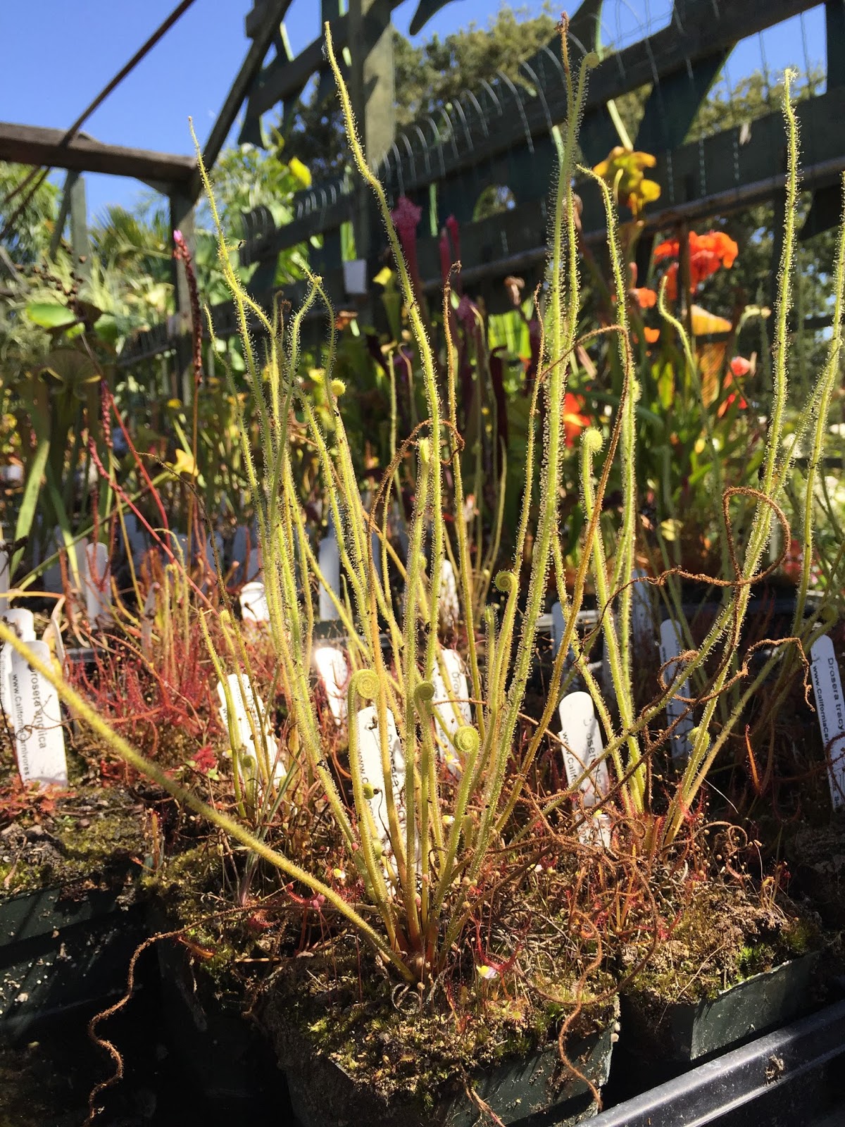 California Carnivores