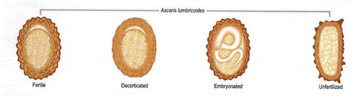 Lecture Notes in Medical Technology: Lecture #2: THE INTESTINAL NEMATODES