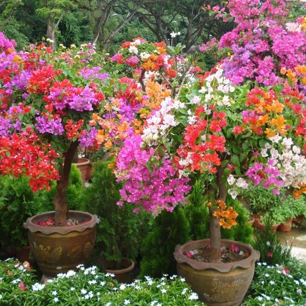 Cara Agar Bougenville Berbunga Lebat