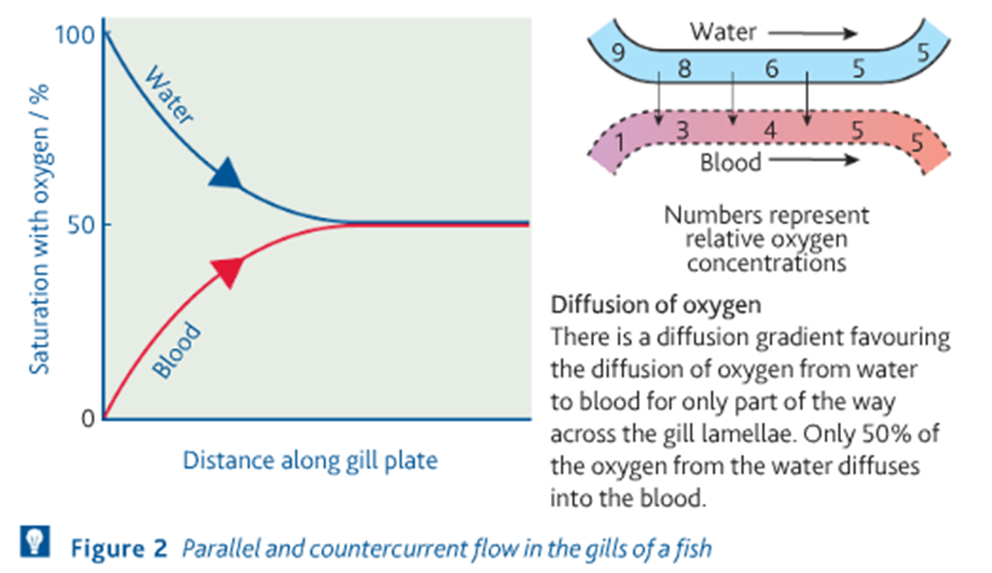 AS biology Ms Timms: countercurrent & parallel current principle