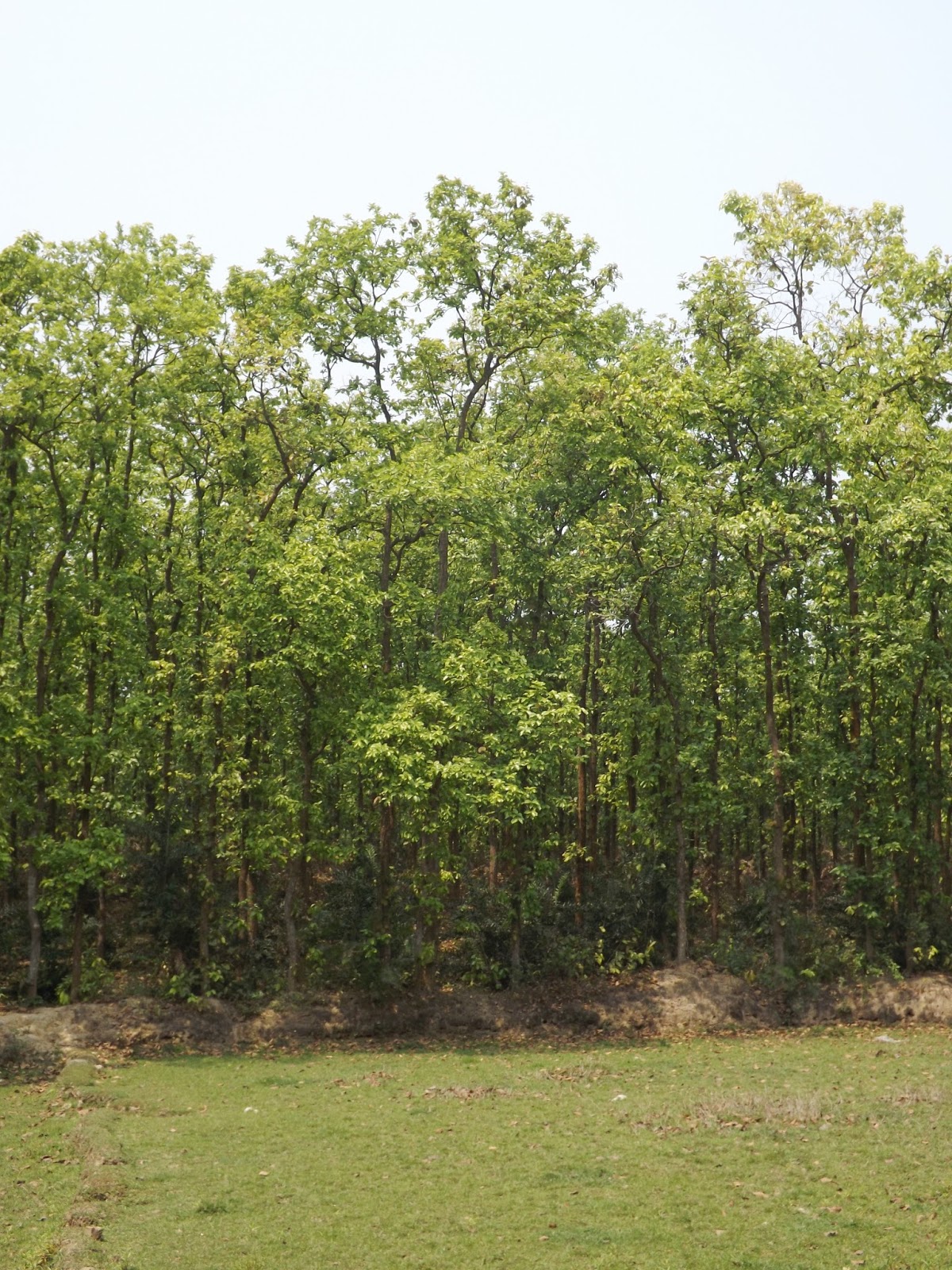 Shal or Sal, Shorea robusta