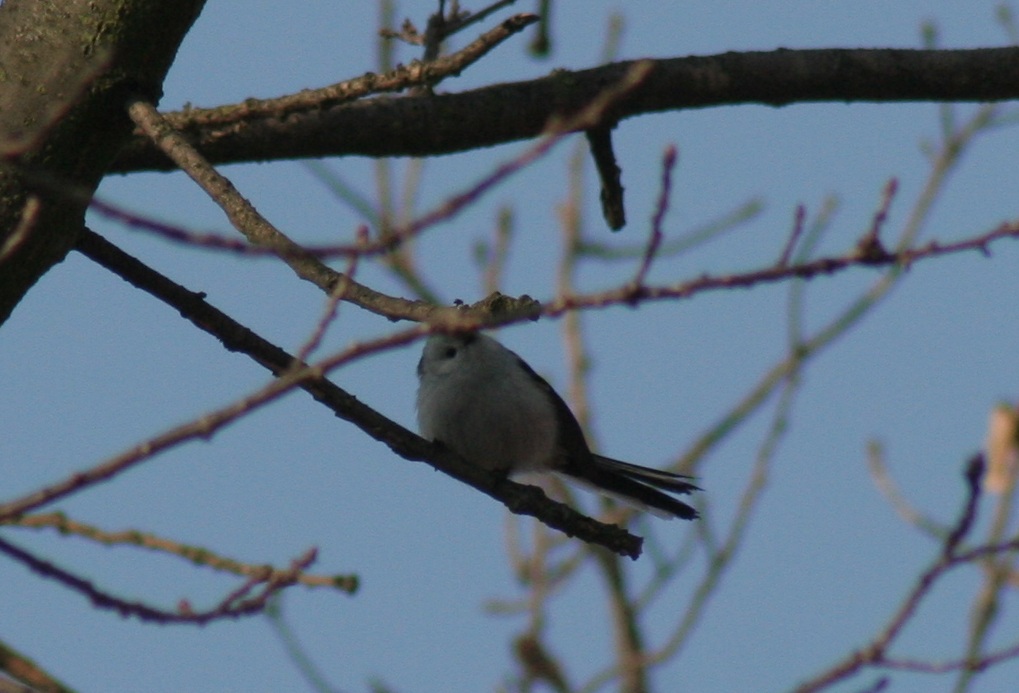 Las Mira: Raniuszek, mały ptak o wielkim sercu.