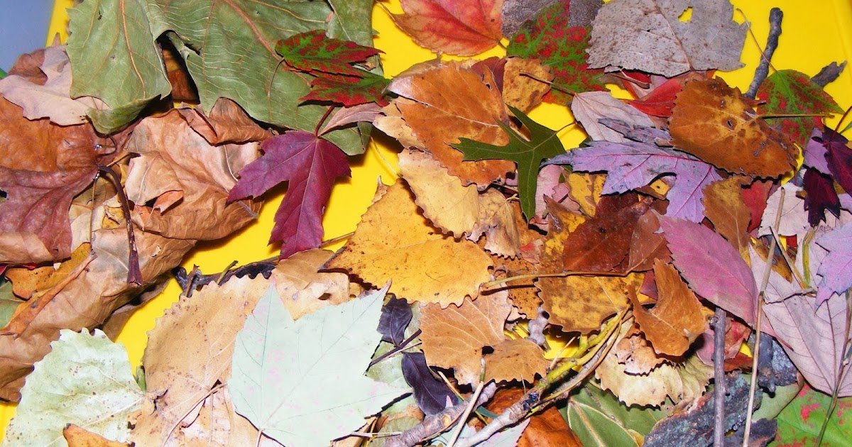 Kidspert: Leaf Collages