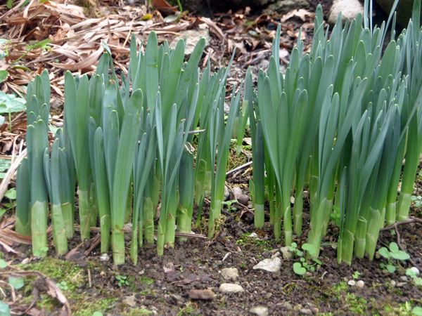 Bulbos primaverales: Narcisos (Narcissus)