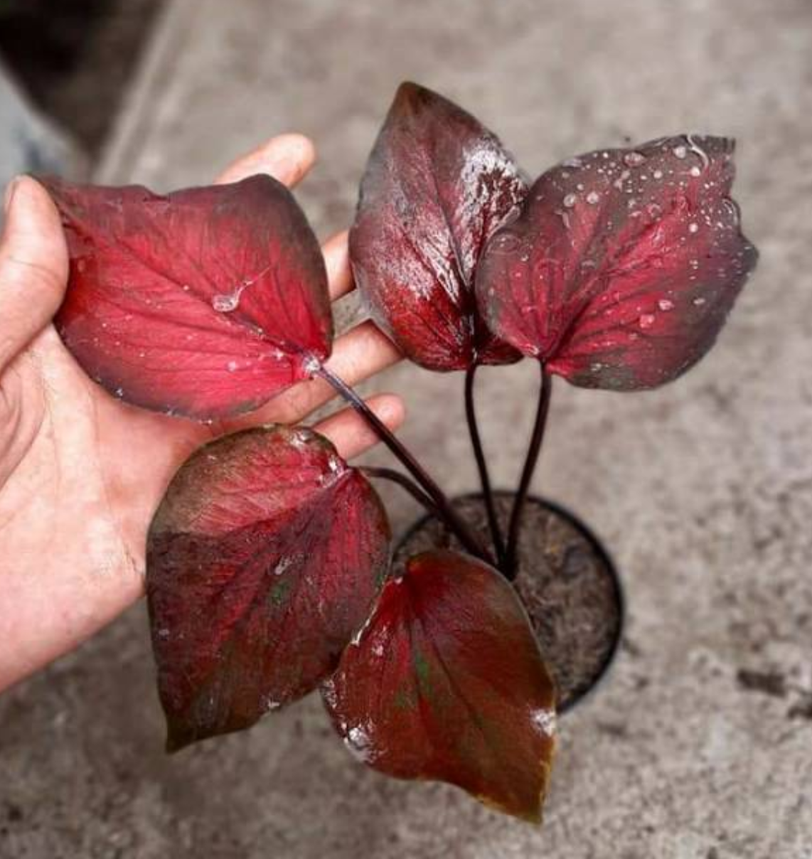 Jenis-jenis Tanaman Hias Caladium Dari Termurah Sampai Termahal