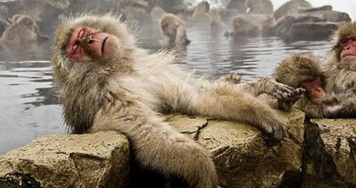 Avanti Cafe Musings: Chinese New Year of the Red Fire Monkey :: 2016