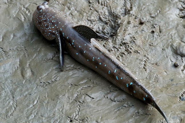 History of Graphic Design 3: EXERCISES STUDY GUIDE: PG 22