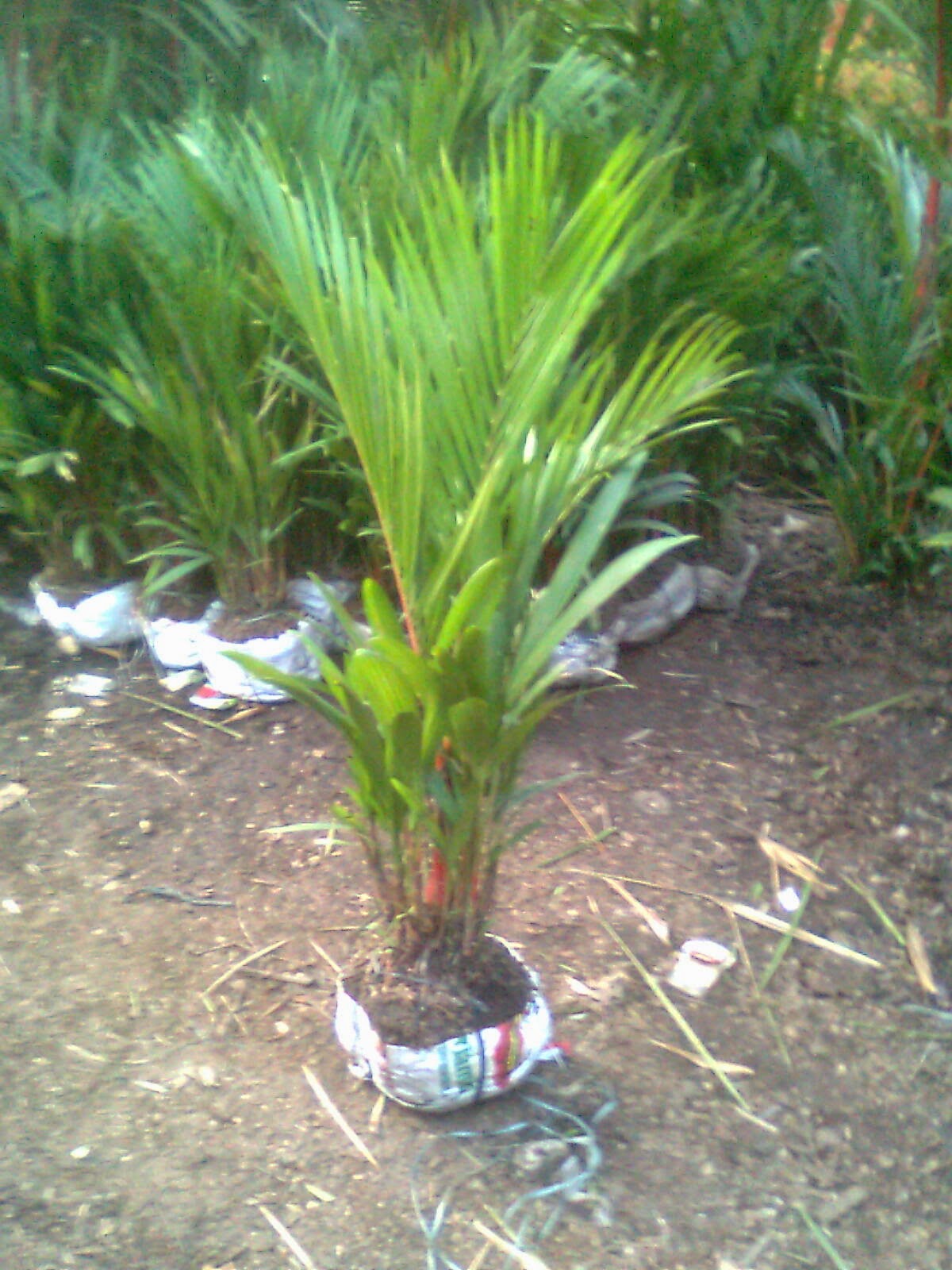 Jual Pohon Palem Merah Murah | tukang taman Jual Pohon Palem Merah Murah | tukang taman