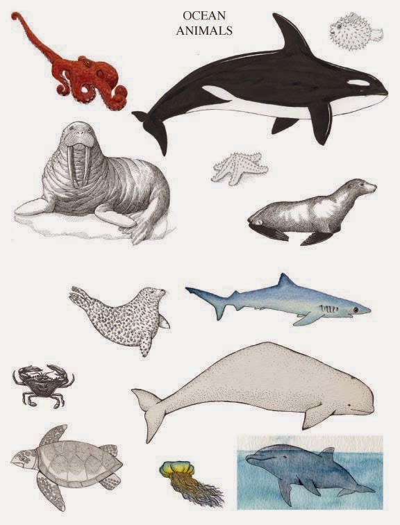 Sea Level Animals