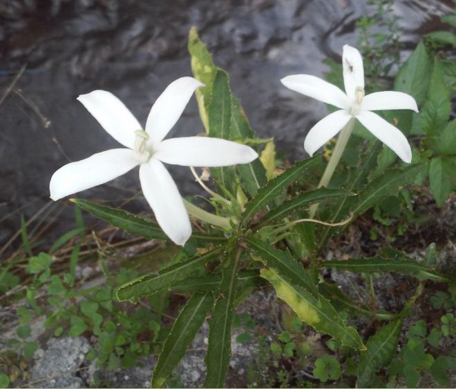 Jangan Lewatkan! 45+ Tanaman Bunga Untuk Obat Mata yang Wajib Disimak ...