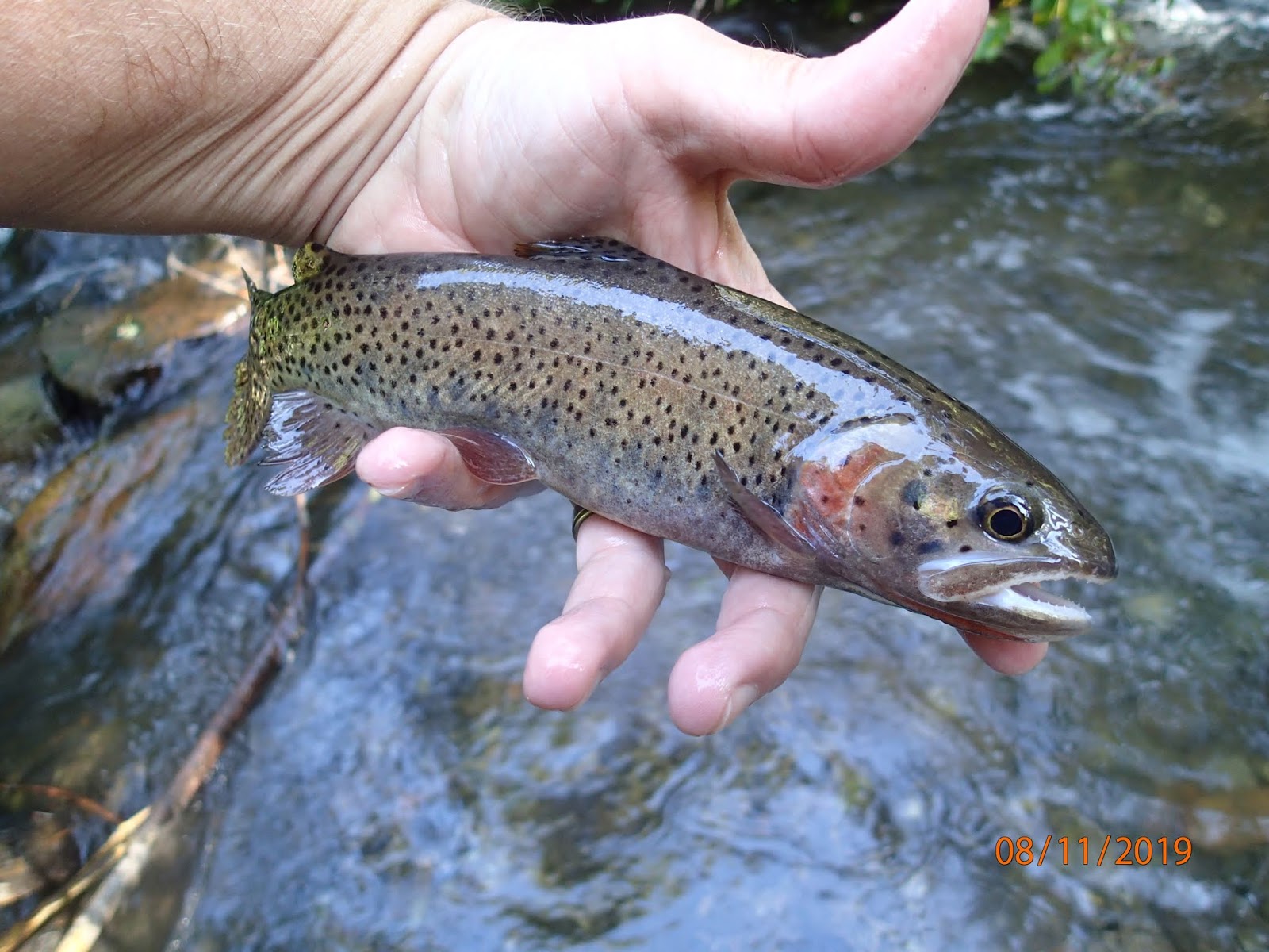 Bobcat Hollow Fly Fishing/Tying: 2019