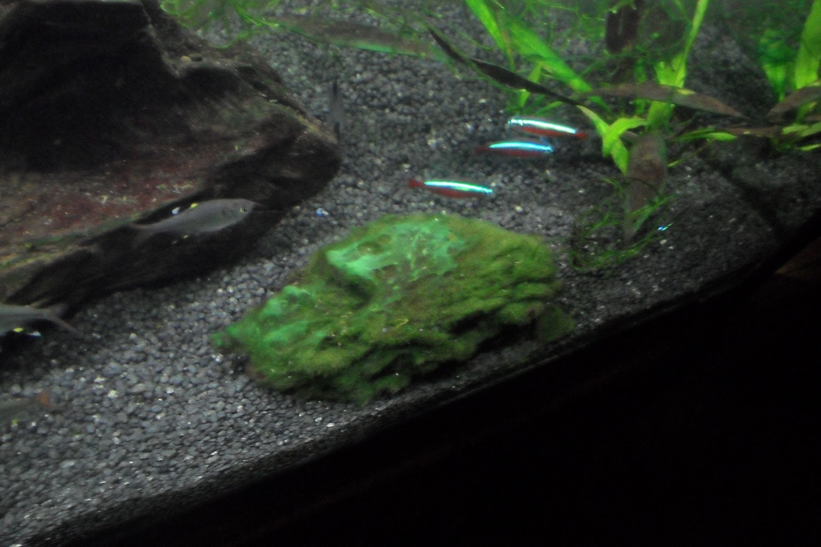 Two Years and Three Months of Cyanobacteria: Chapter XIV. Cyanobacteria ...