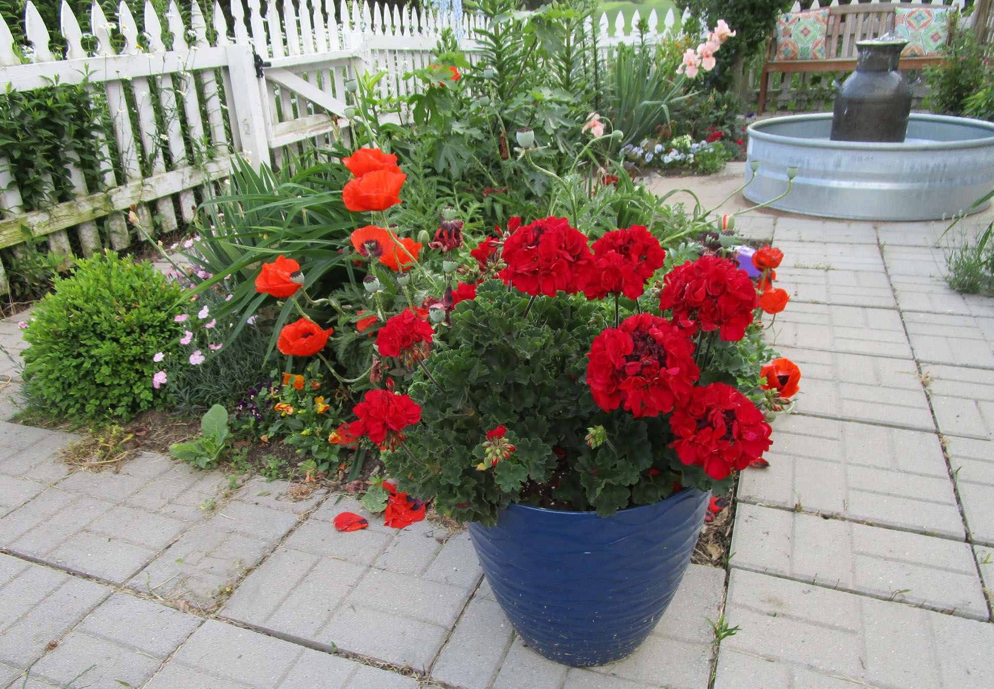 Garden Fancy: June Flowers