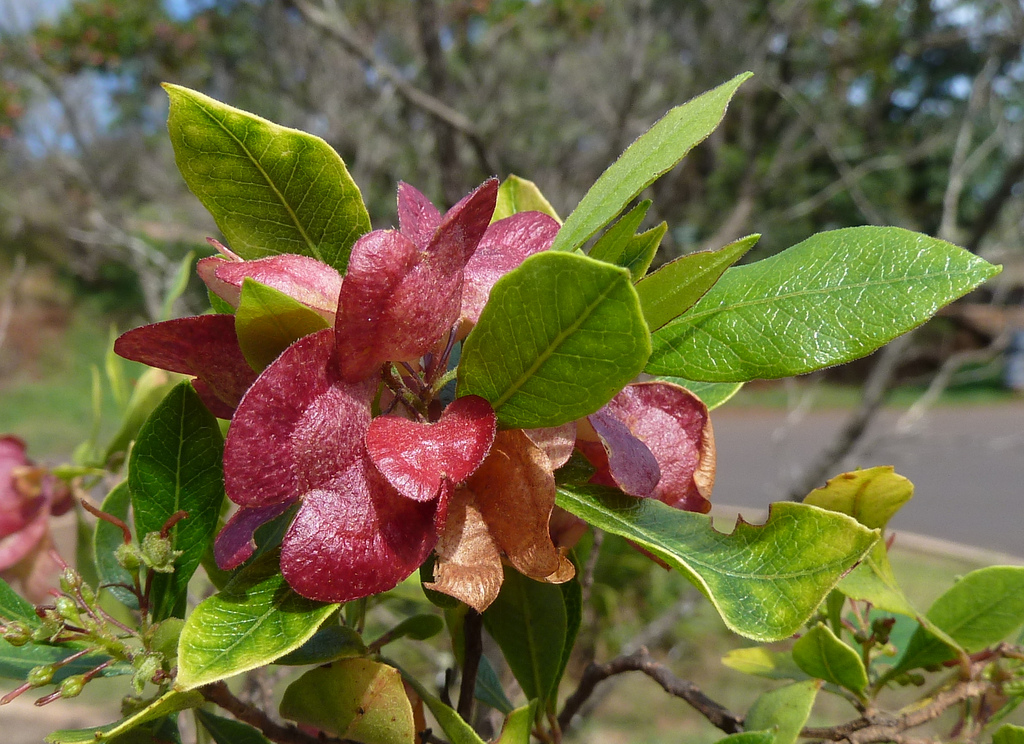 Aloha from Hawaii: Halawa Xeriscape Garden: A place for lovers of ...