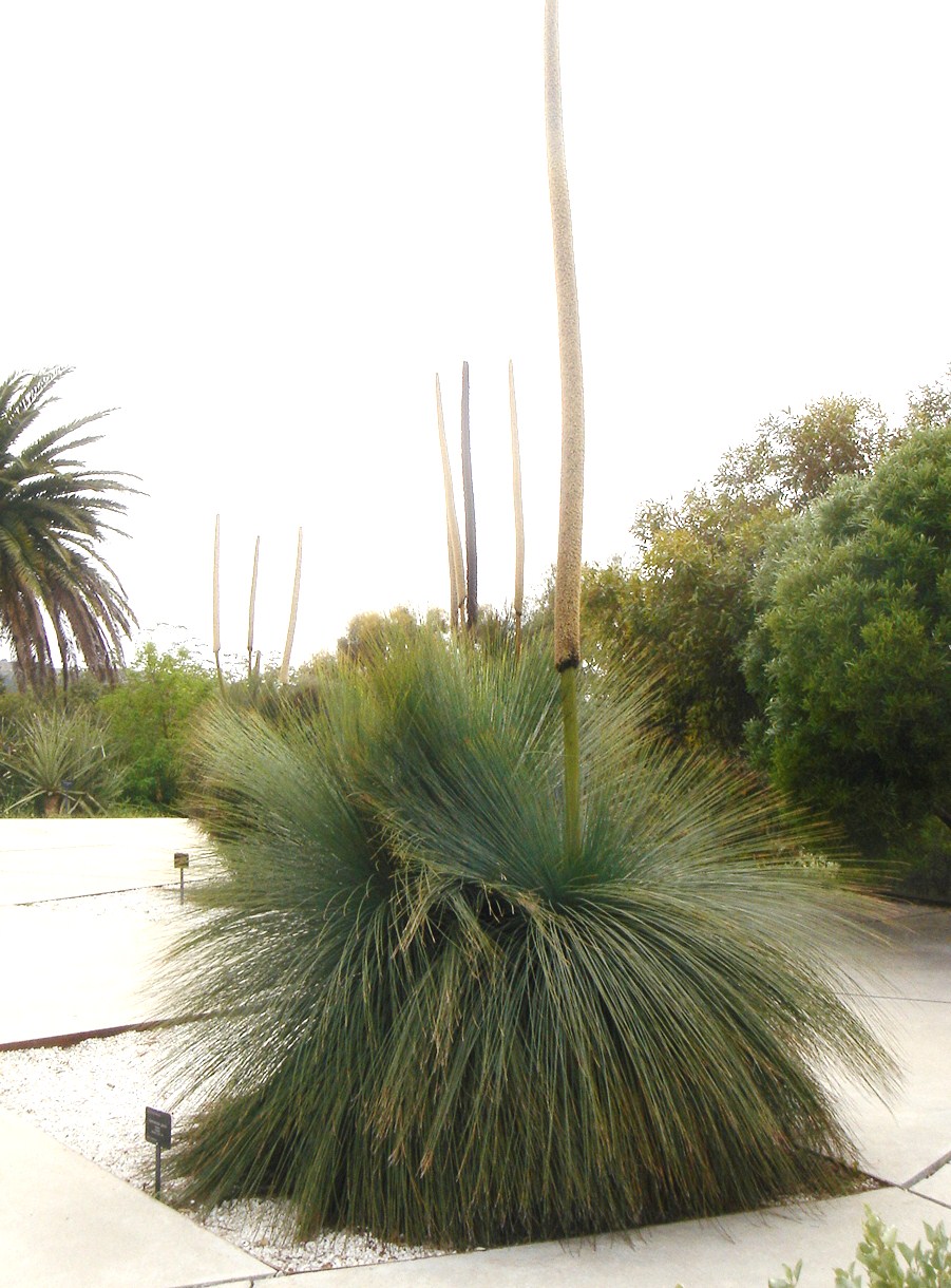 garden at heart: Plant profiles: The Grass Tree