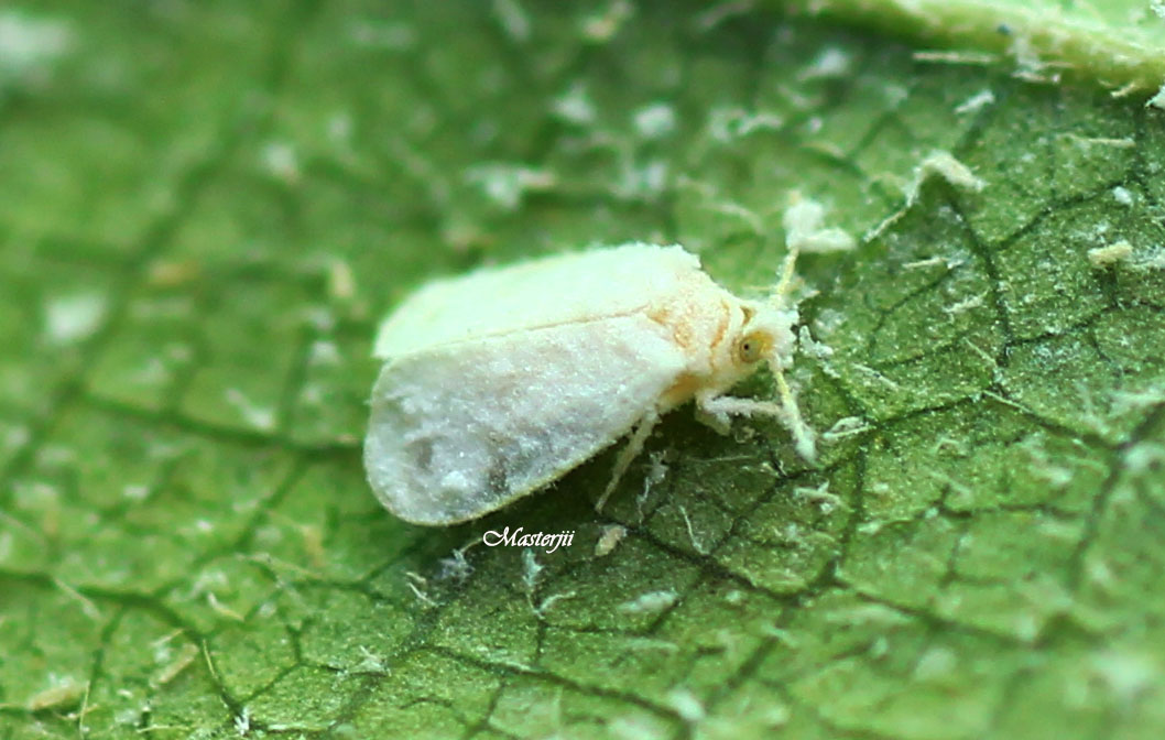 PELITA KABAD: LALAT PUTIH BERPUSAR (Spiralling Whitefly)
