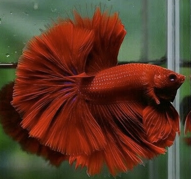 Ikan Cupang Halfmoon Tercantik yang Mahal dan Langka beserta Gambarnya