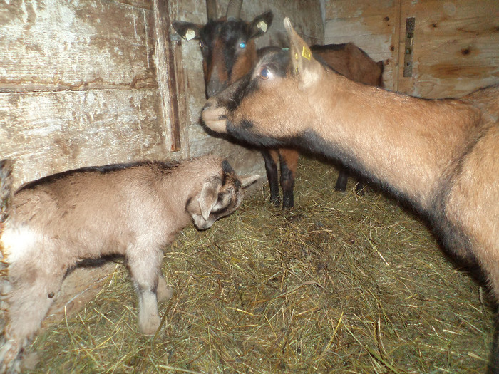 capre alpine franceze