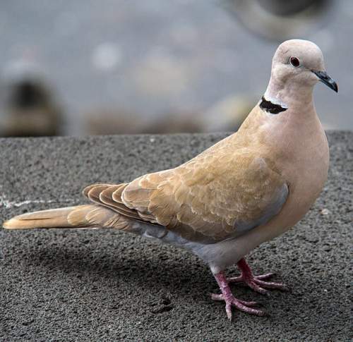 Eurasian collared dove | Birds of India | Bird World