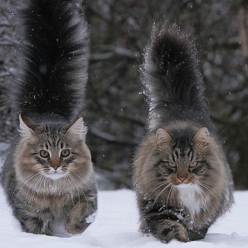 Oh, by the way...: The (Maine Coon) Cats of Christmas 2020