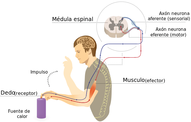 APRENDIENDO JUNTOS SI PODEMOS: ACTOS REFLEJOS O INVOLUNTARIOS