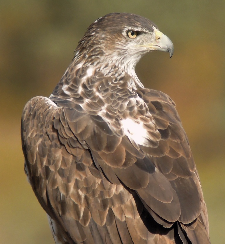 Birds of Extremadura (Spain): November 2012