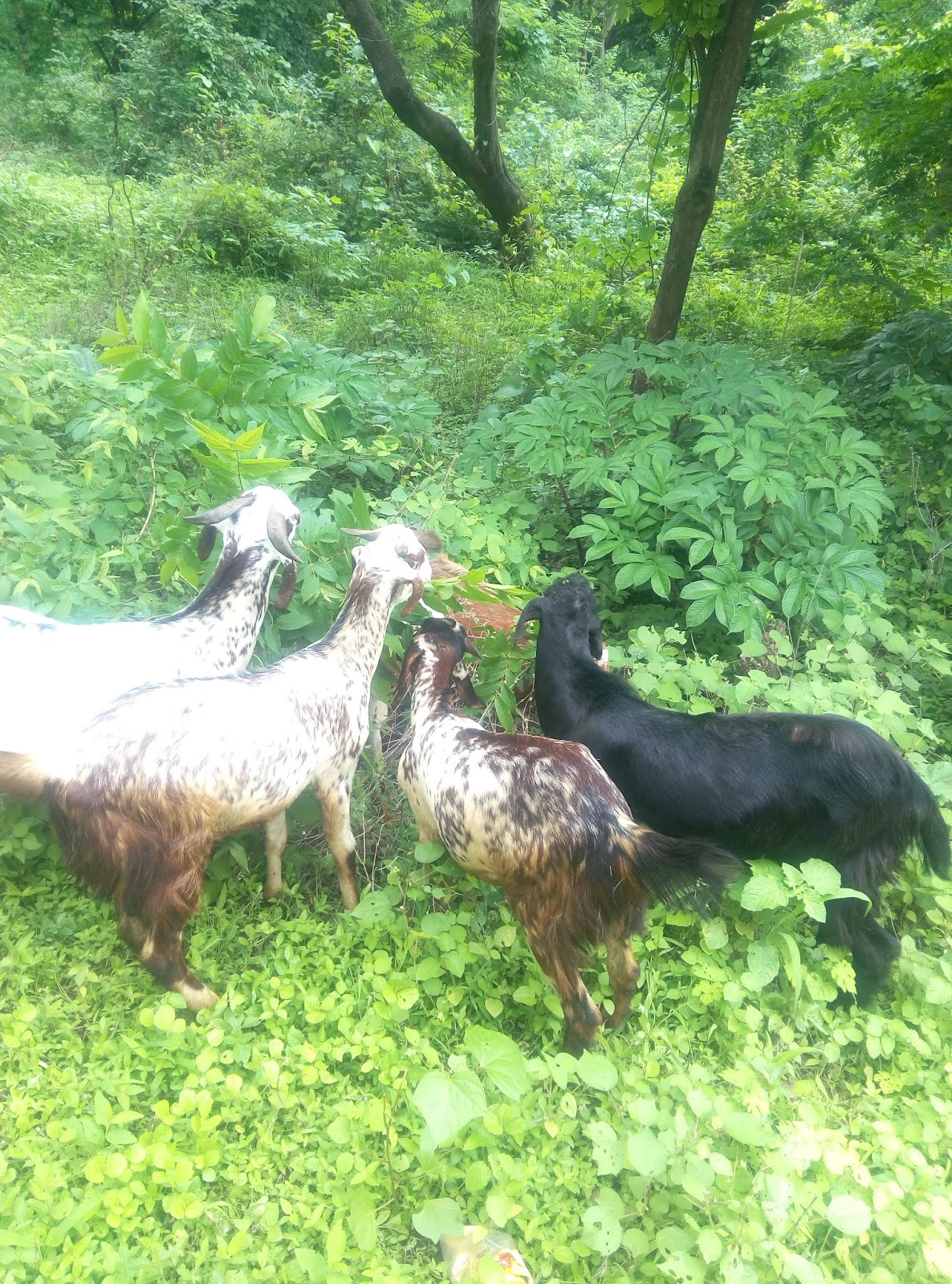 Goat's Official: Goats Introduction, meaning, definition, explained