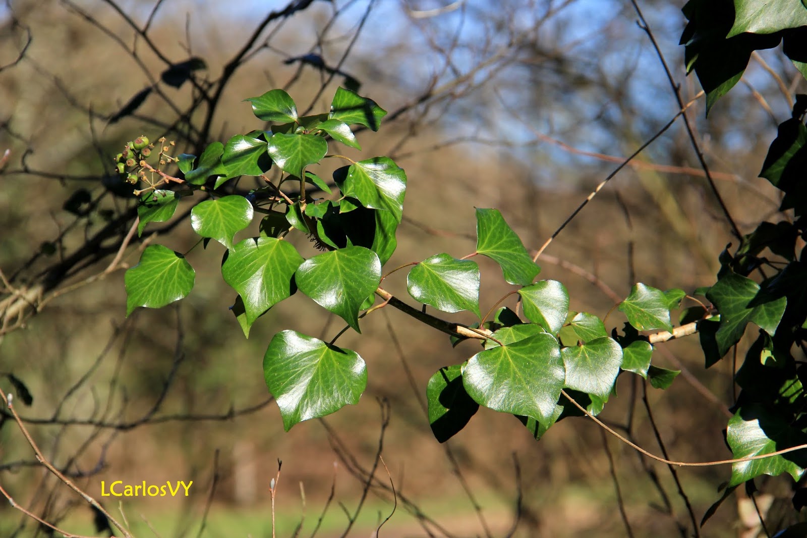 Plantas silvestres de Asturias: Hiedra, yedra, enredadera - Hedera helix