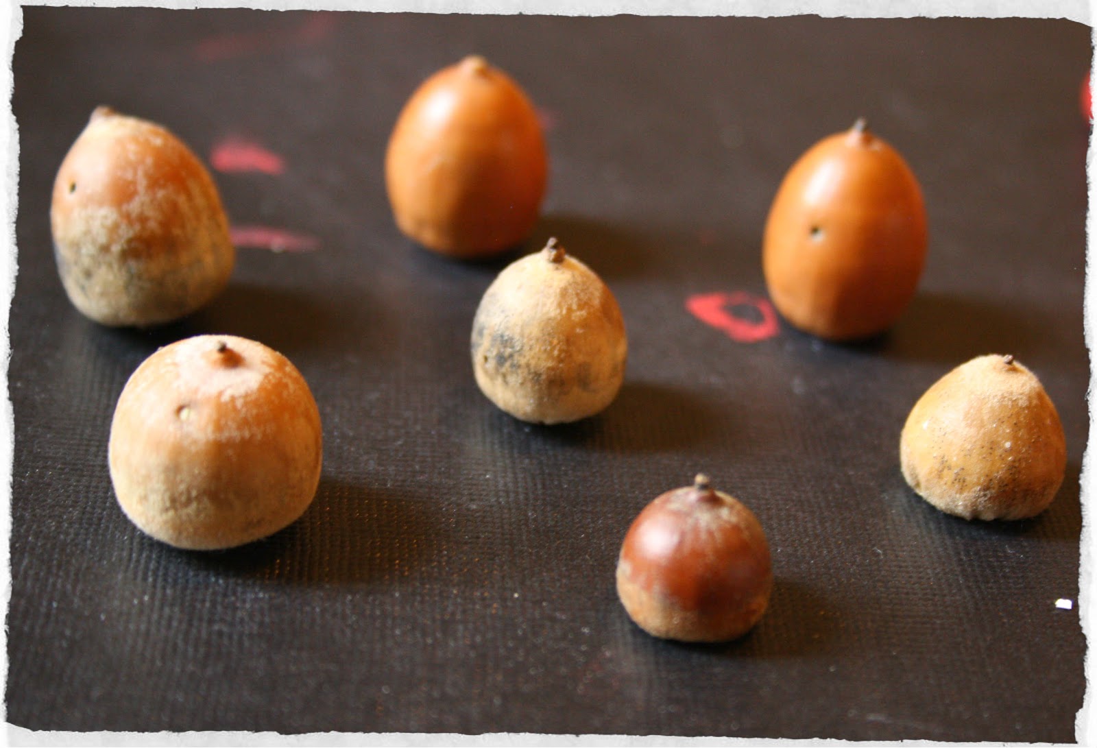 Twig and Toadstool: Acorn Toadstools!