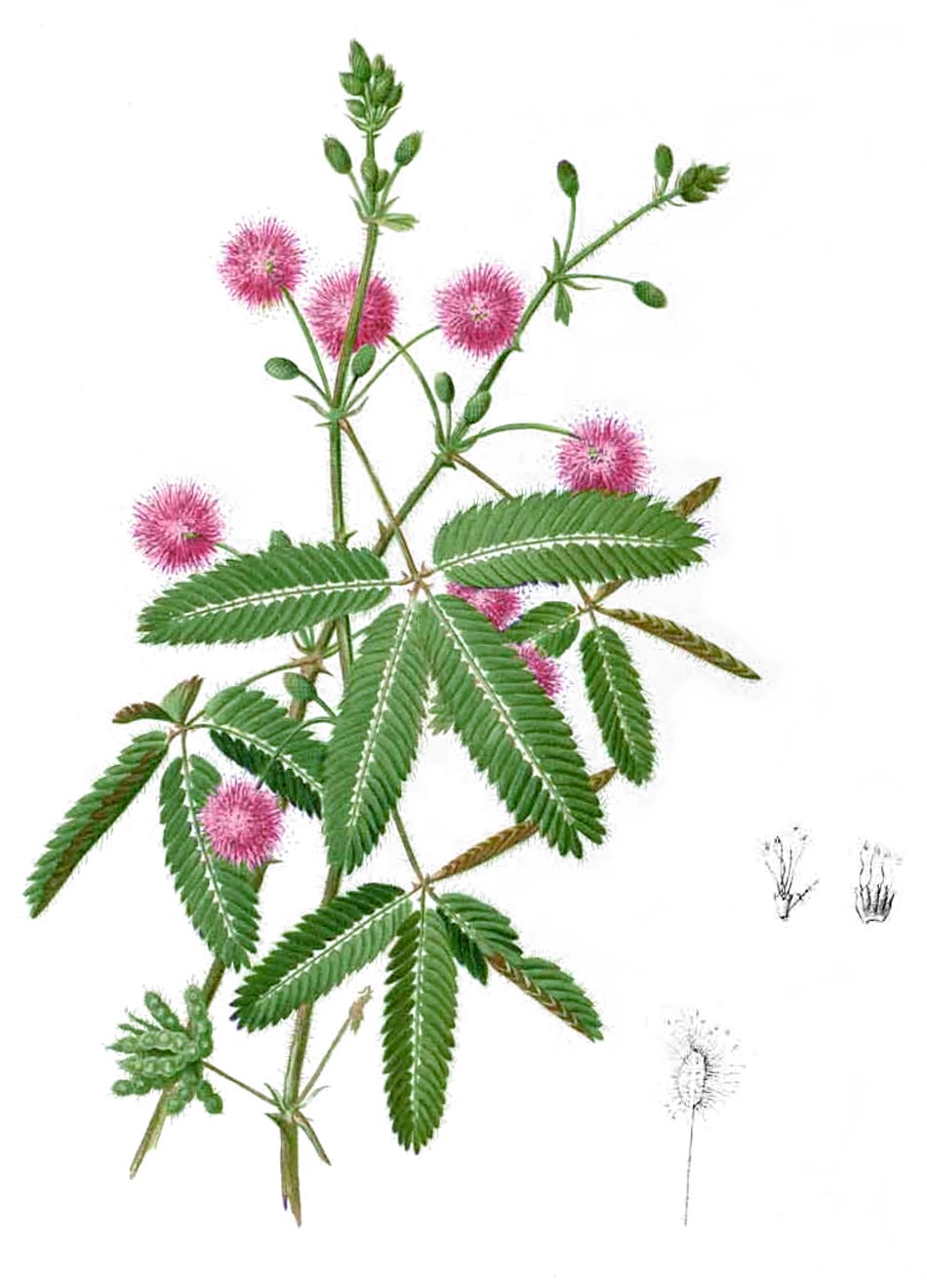 ANPP Animales y Plantas de Perú: Mimosa Púdica - Mimosa pudica L.