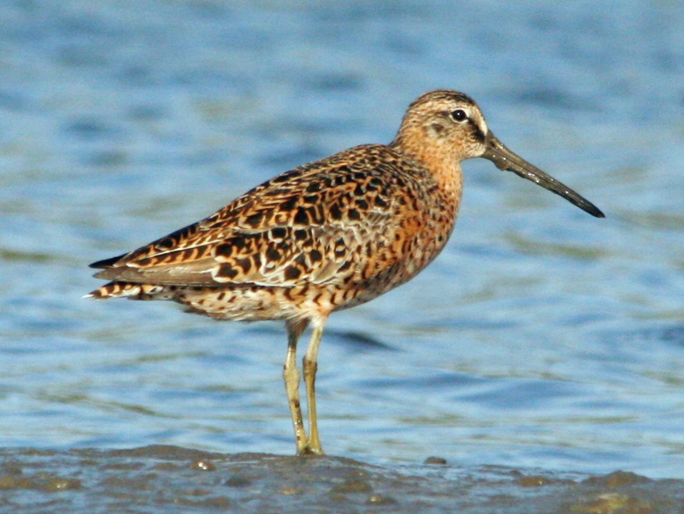 SHORT-BILLED DOWITCHER
