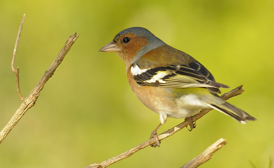 fotografia de naturaleza: Granivoros.