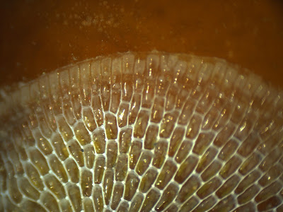 Harbor Watch: MIS Encrusting Bryozoan