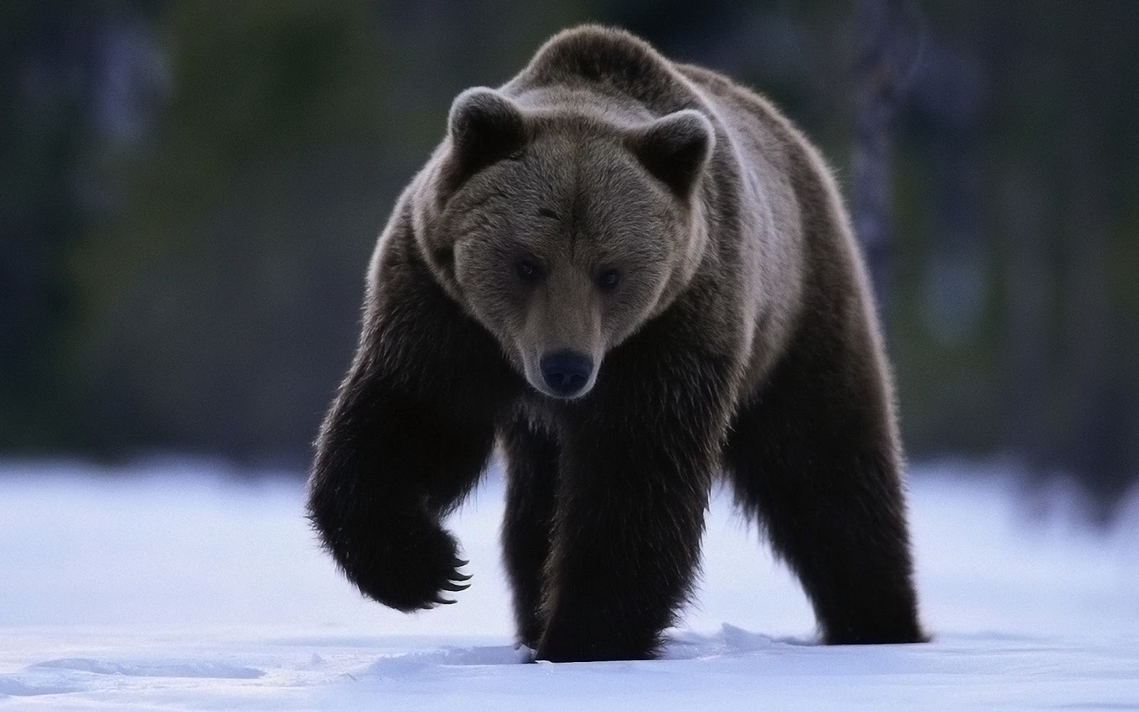 SELKETVISIONES: EL OSO