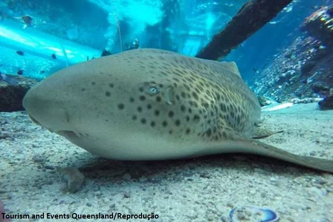 Tubarão-zebra fêmea engravida sozinha na Austrália - Natureza e Conservação