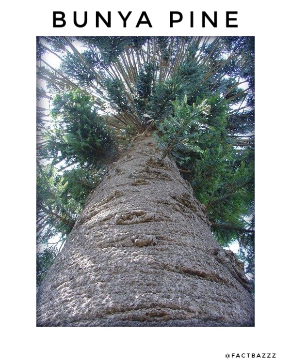 The Most Dangerous Trees In The World