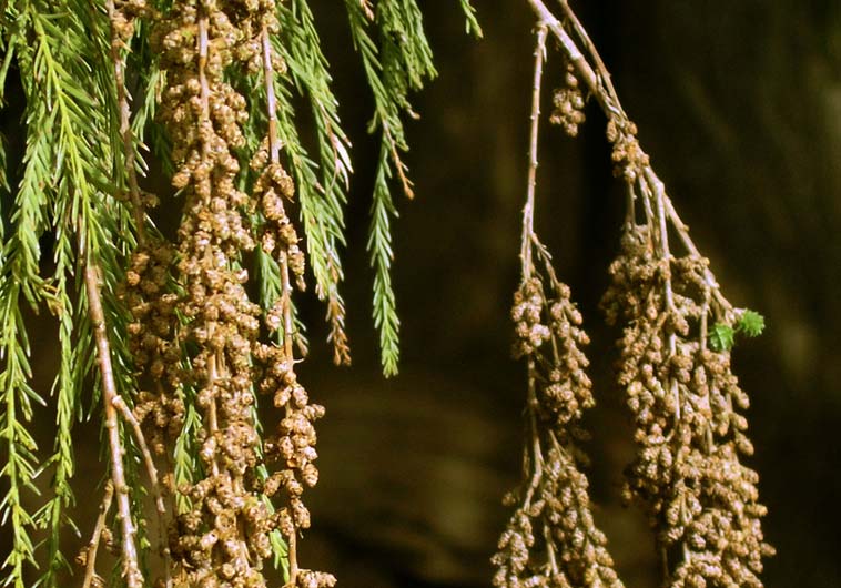 parquealamillo-encinarosa: Taxodium mucronatum – Ahuehuete - Ciprés ...