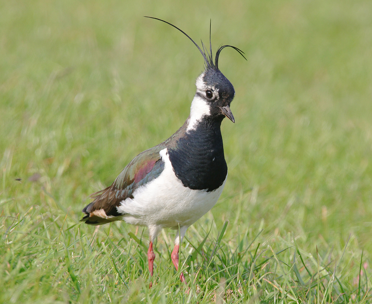 Another Bird Blog: Back On Patch