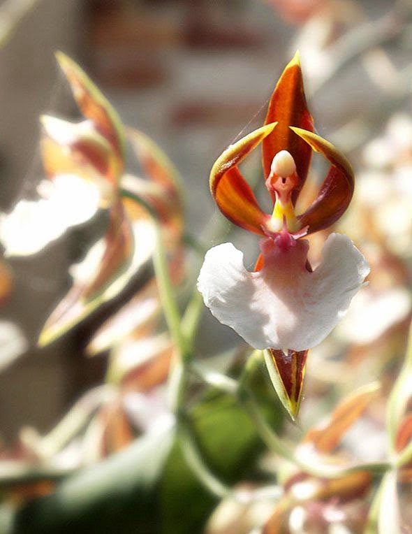 20+ Amazing and Weird Flowers Which Will Make You Laugh