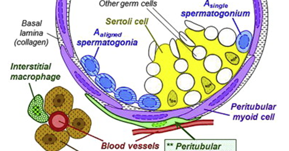 easyhumanatomy: Myoid cells of seminiferous tubules