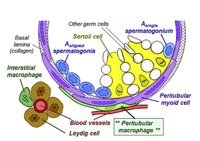 easyhumanatomy: Myoid cells of seminiferous tubules