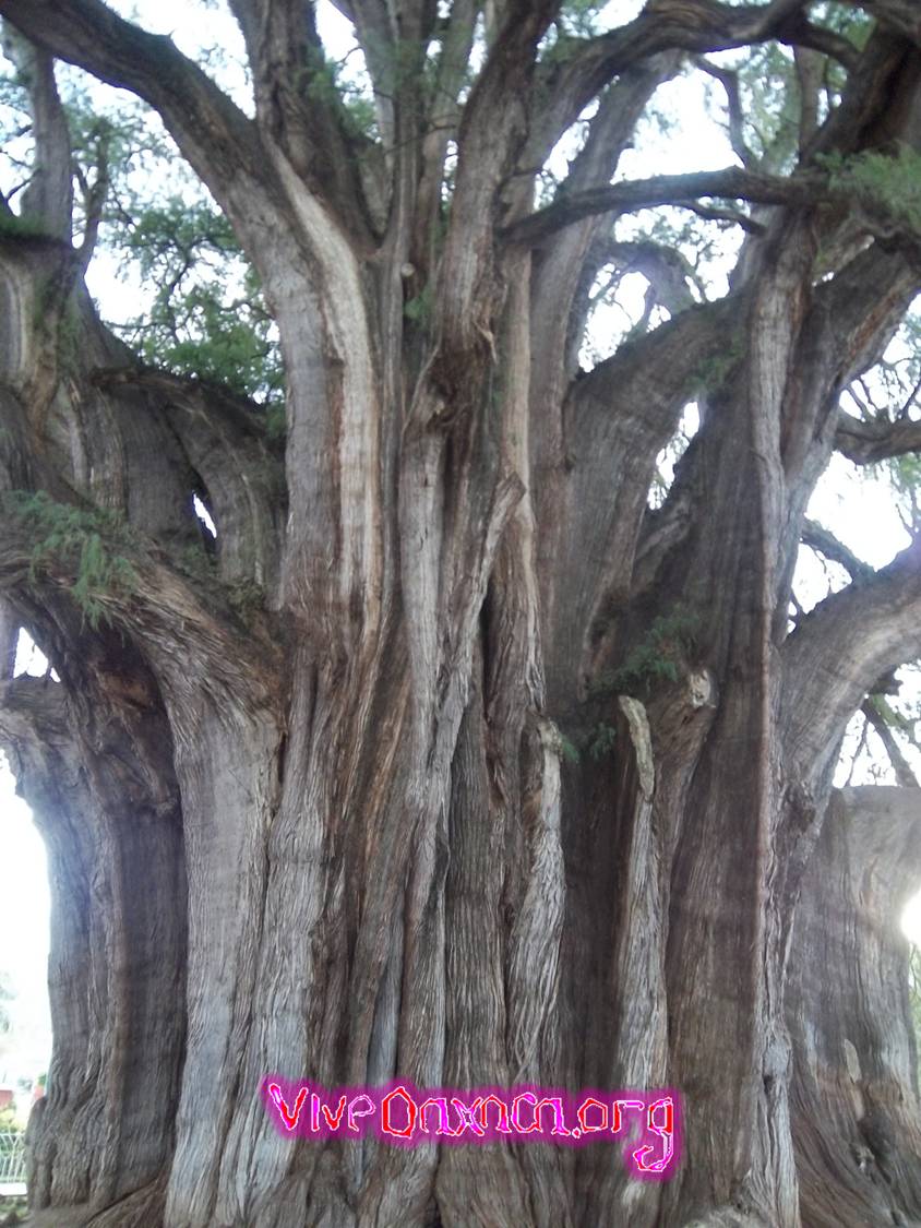 Árbol del Tule de Oaxaca (Datos y Leyenda) - Vive Oaxaca | Pagina ...