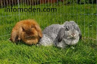 Jenis-Jenis Arnab Hiasan Popular Di Dunia Bahagian 4