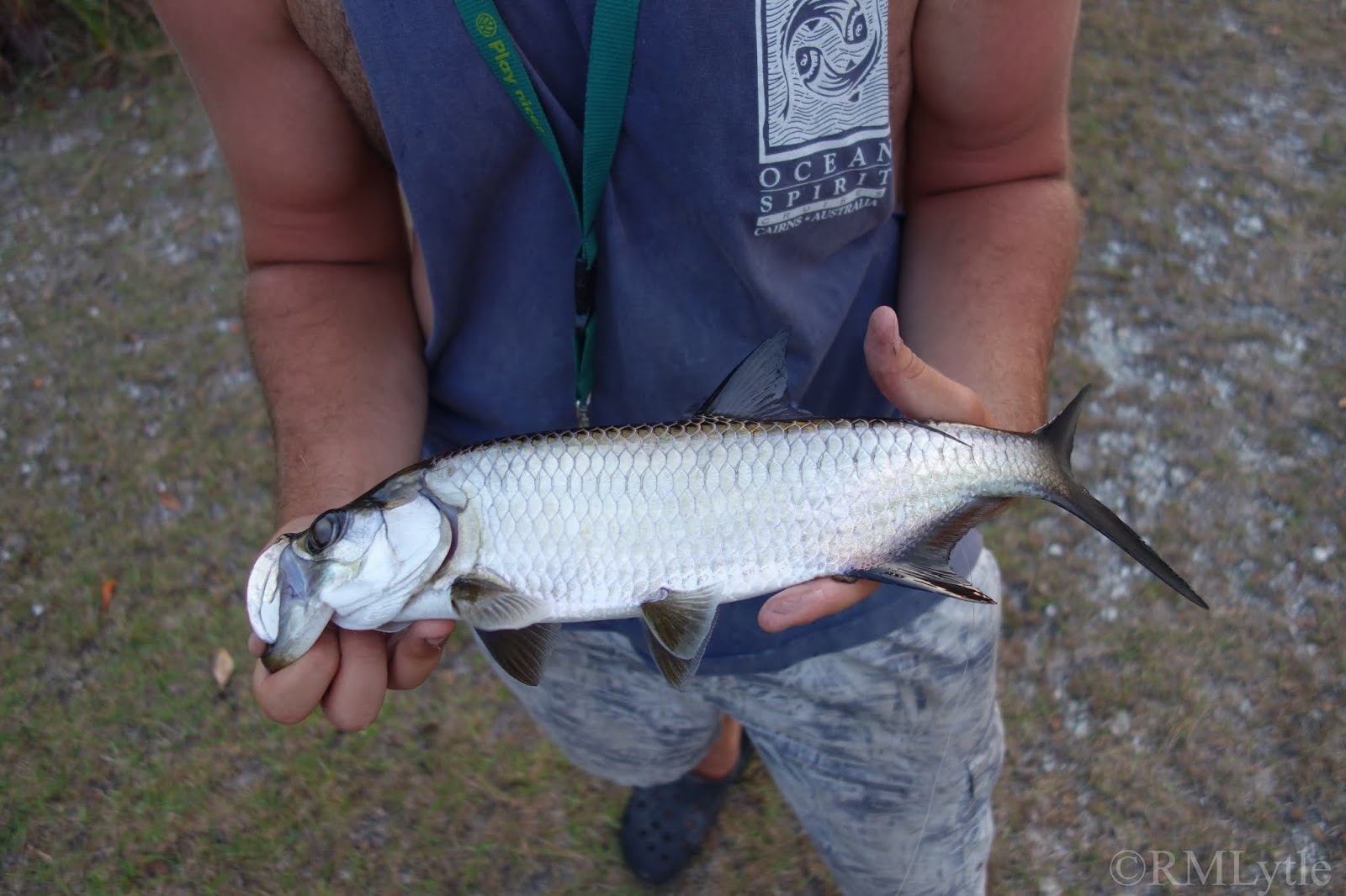 Connecticut Fly Angler: Tamiami Tarpon