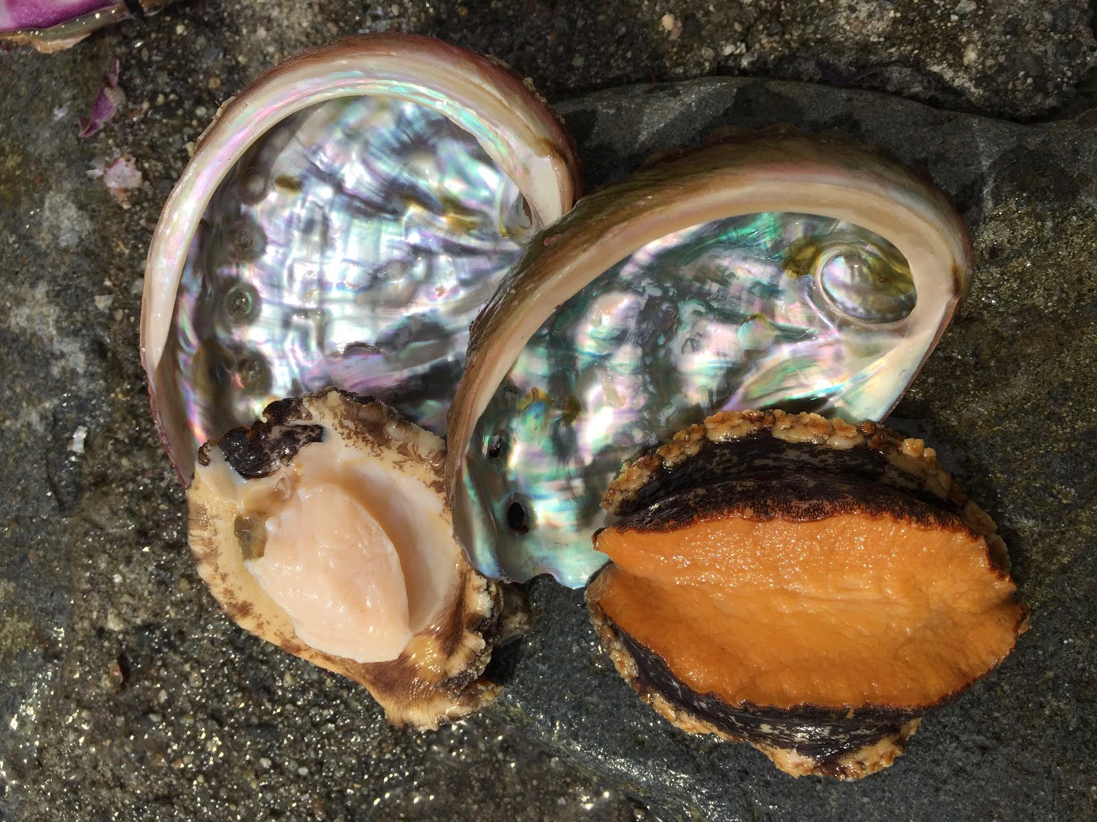 SITKAVORES: ABALONE