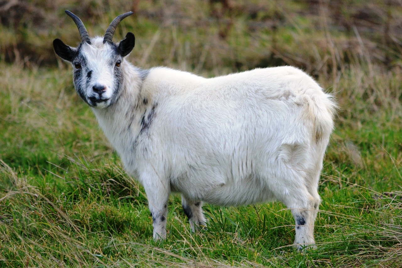 Contes d' Animals: LA CABRA