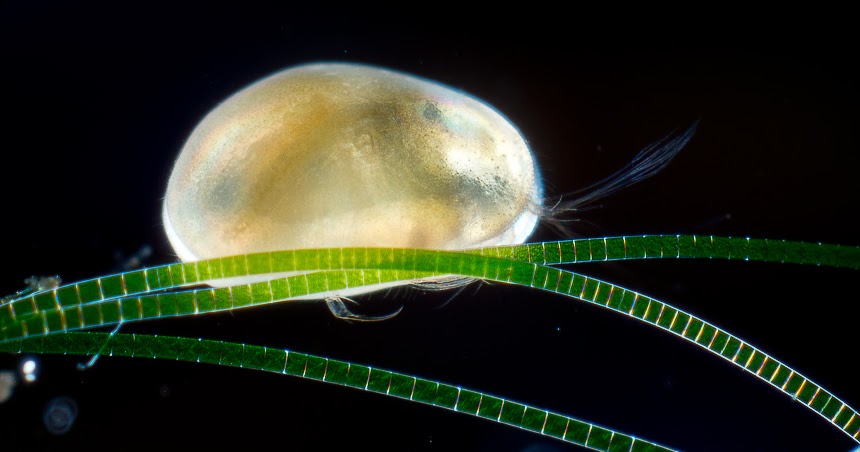 Real Monstrosities: Ostracod