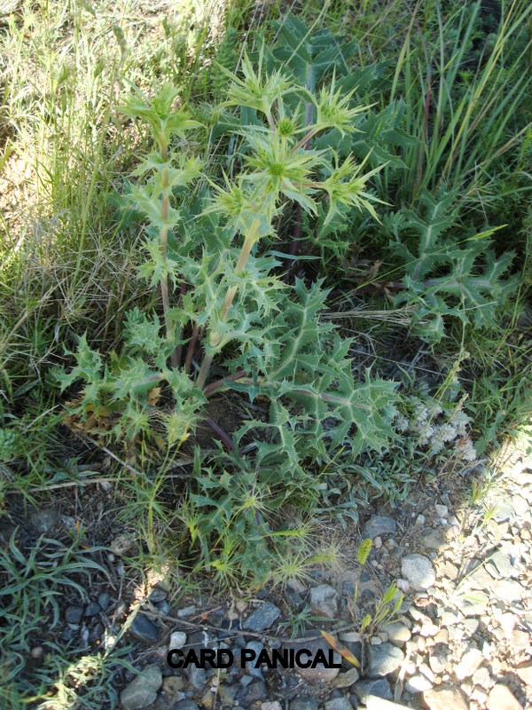 PLANTES REMEIERES DE VILANOVA D'ESCORNALBOU: CARD PANICAL