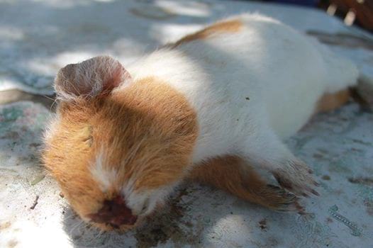 PELIGROS DEL FRIO EN CUYES: SOLUCIONES Y TRATAMIENTOS ~ SOMOS CUY PERU