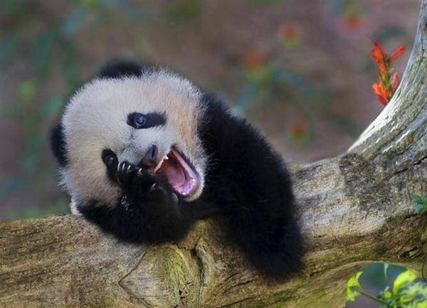 Animals With Smiley Faces ~ Big Fun - The Fun Blog